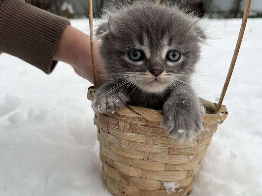 Милый пушистик