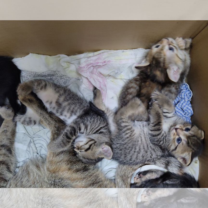Котята в добрые руки