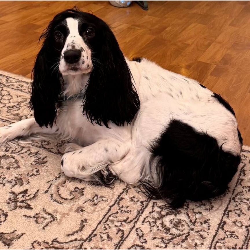 Русский охотничий спаниель, взрослая собака