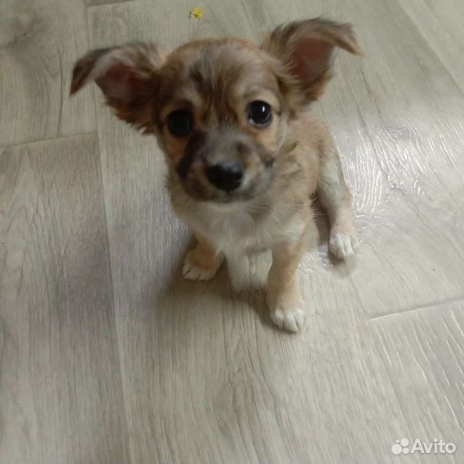 Продам щенков длинношерстных той-терьр