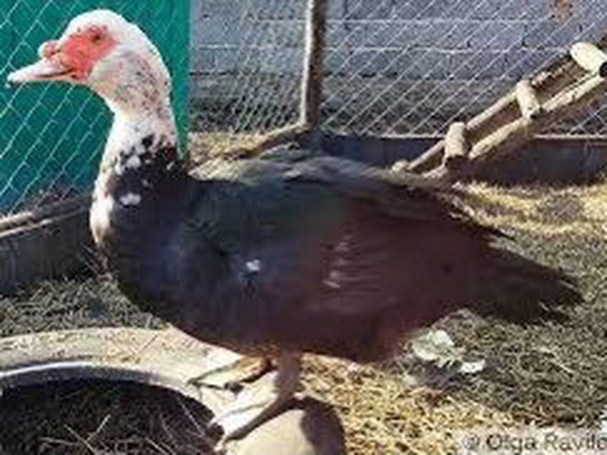 Мускусные утки