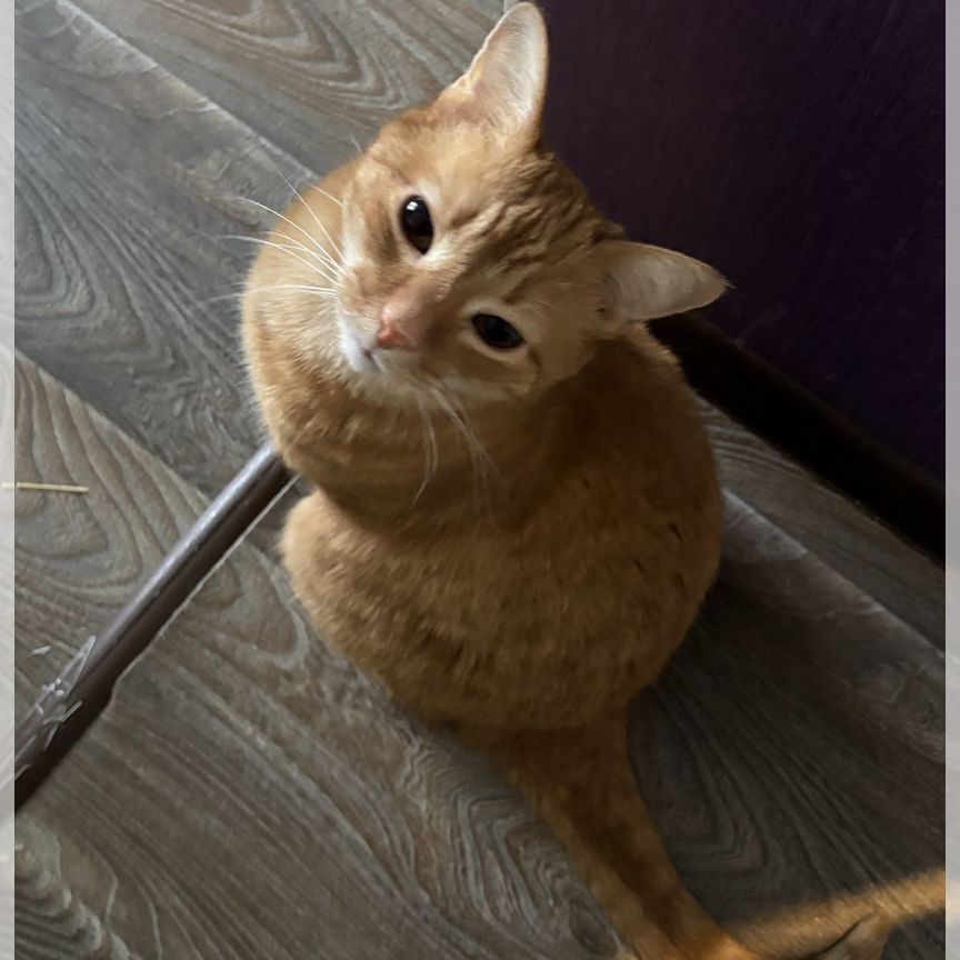 Взрослый кот в добрые руки