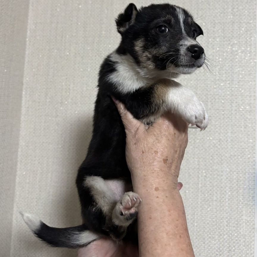 Щенок в добрые руки