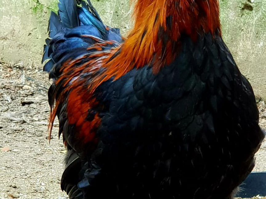 Маран семья