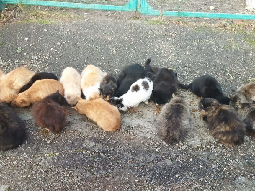 Спасите котиков