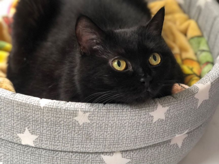 Кошка Роша