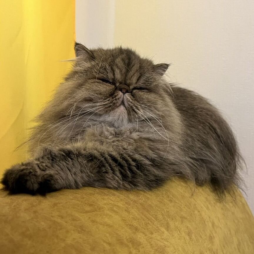 Экзотическая короткошёрстная, взрослая кошка