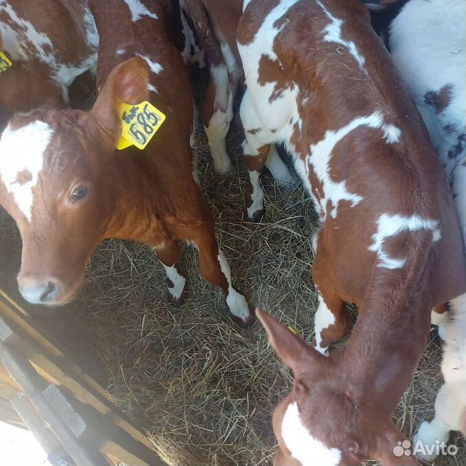 Бычки и телята симментал