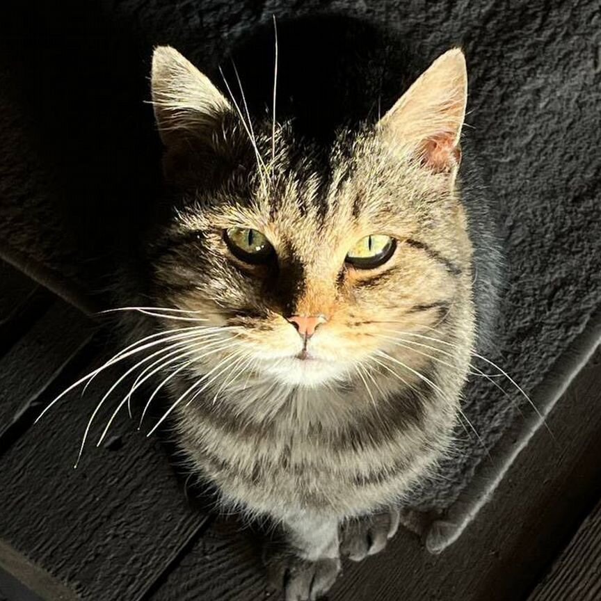 Взрослый кот в добрые руки