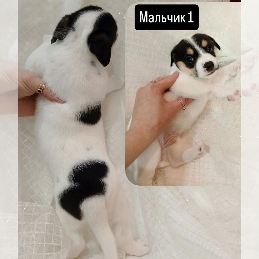 Джек Рассел Топ щенки