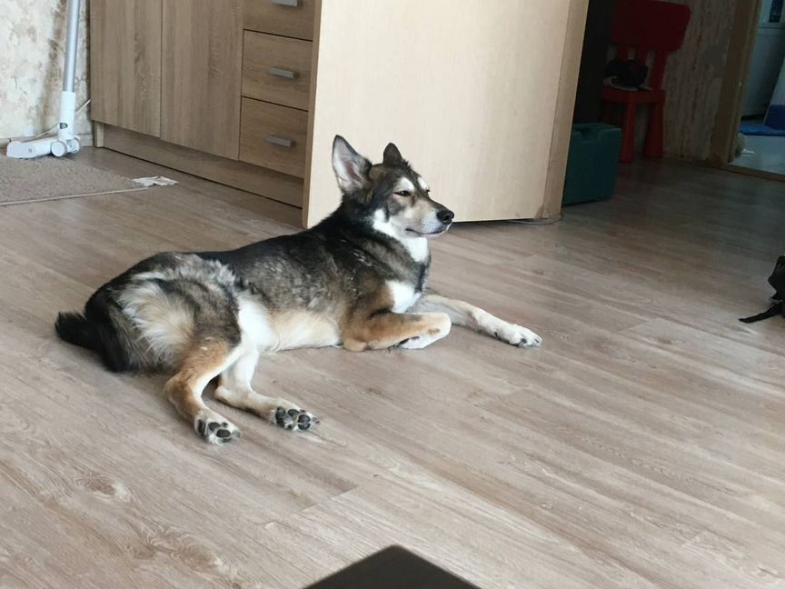 Альфа, в добрые руки