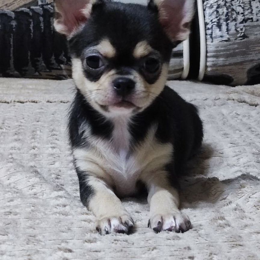 Щенки чихуахуа