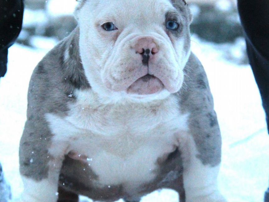 Девочка micro bully