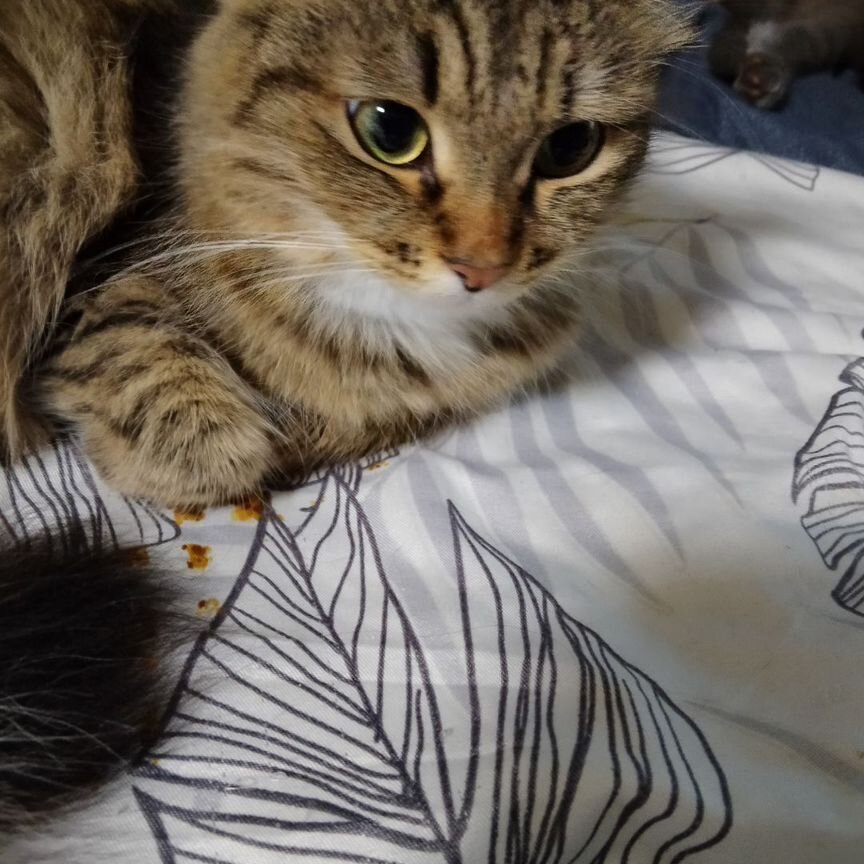 Сибирская кошка