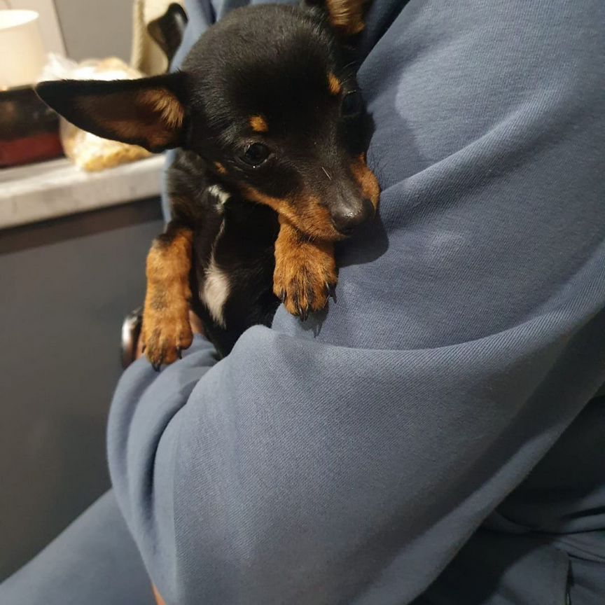 Собака карликовый пинчер