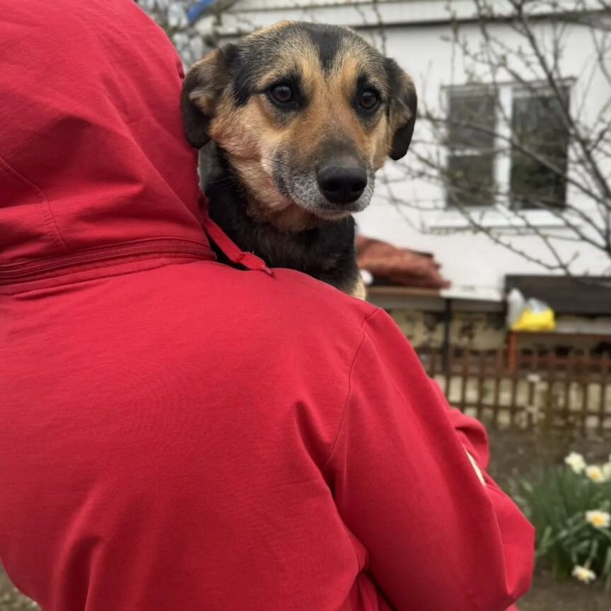 Взрослая собака в добрые руки