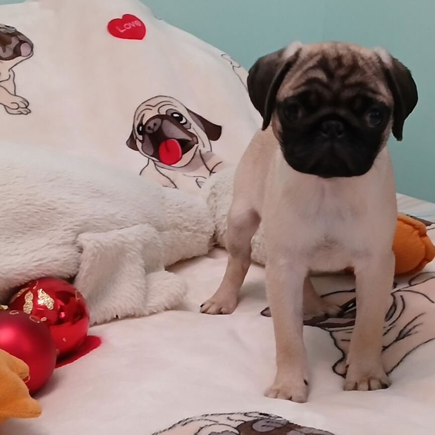 Мопс, щенок