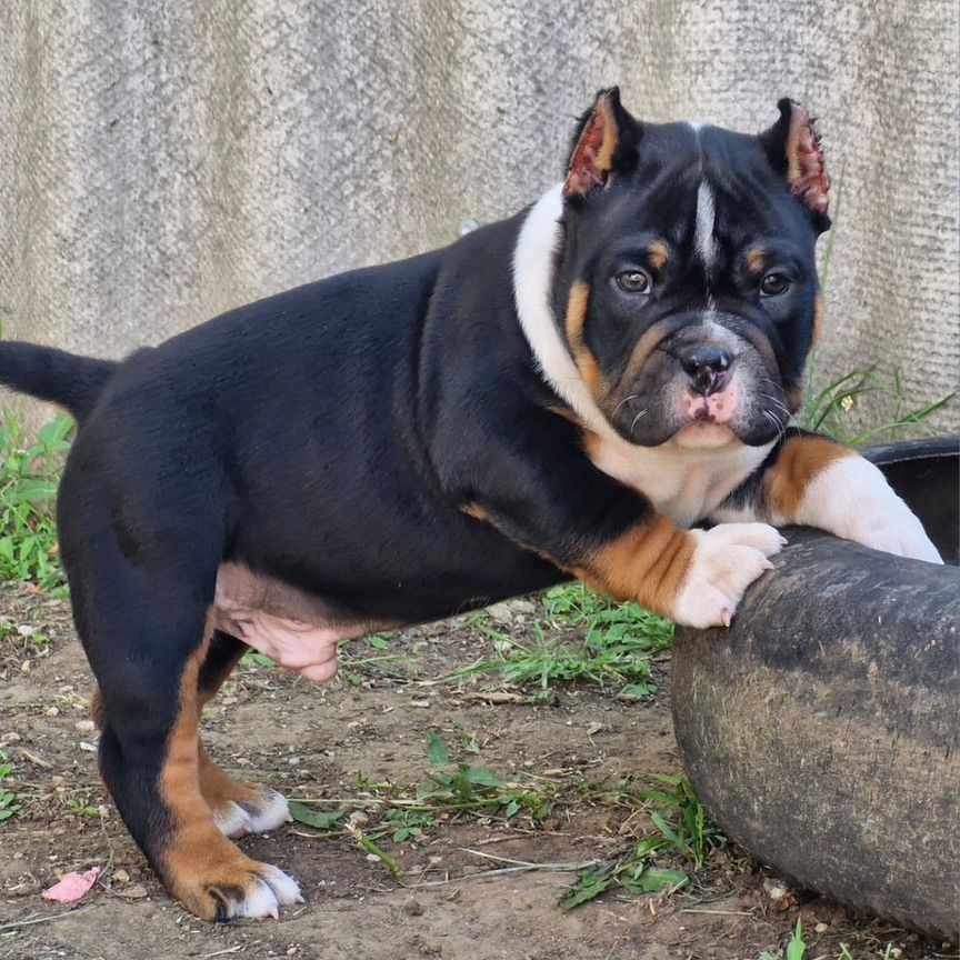 Американский булли мальчик