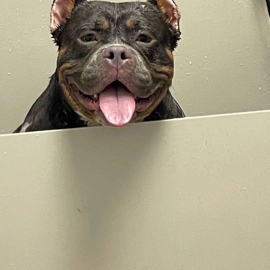 Аммериканский булли ищет невесту