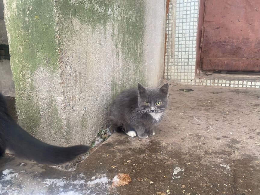 Котята замерзают