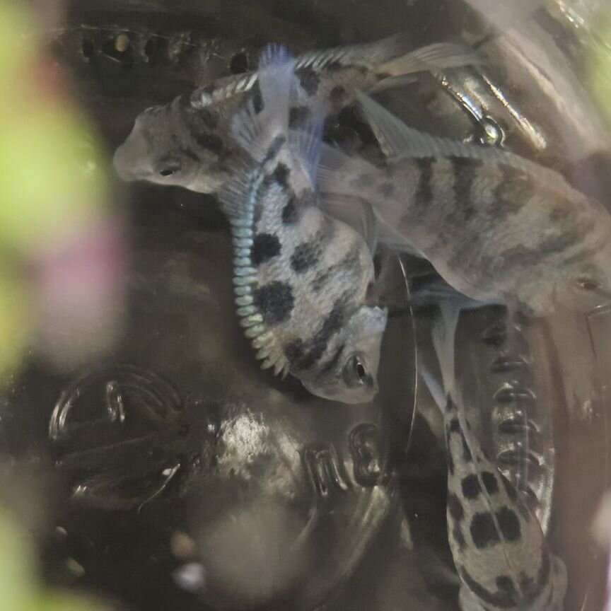 Рыба попугай