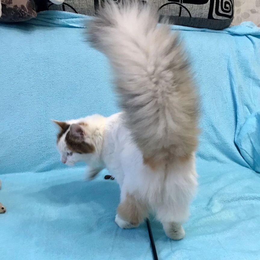 Кошка с пушистым хвостом