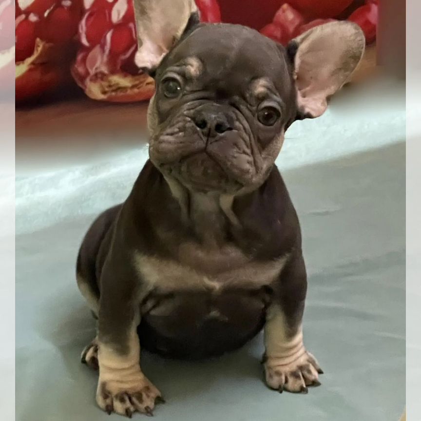 Французский бульдог, щенок