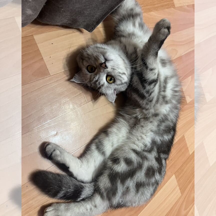 Шотландская вислоухая кошка вязка