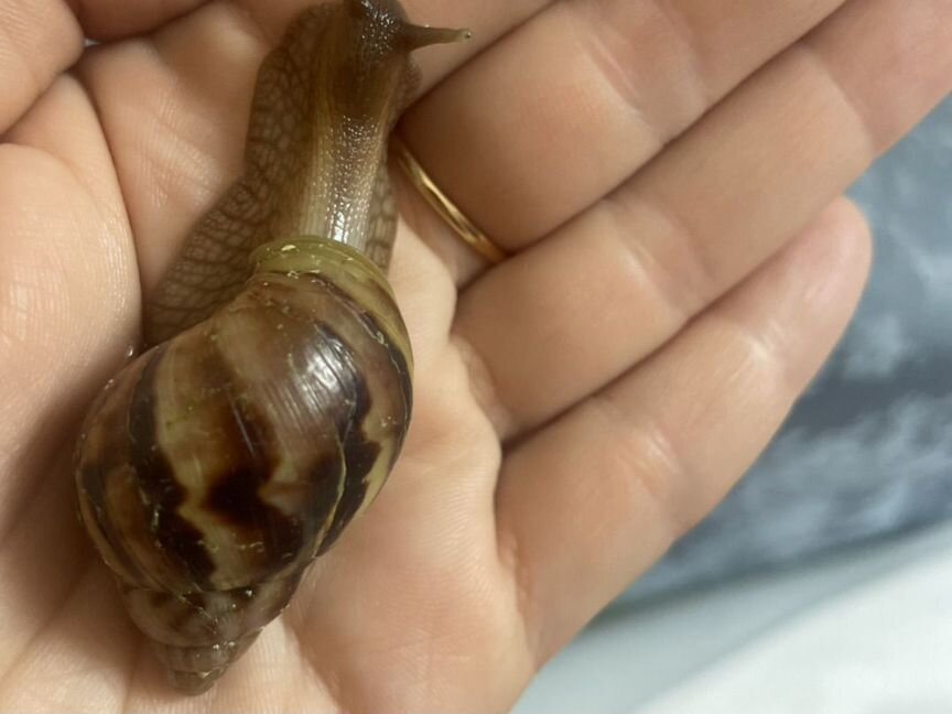 Улитки ахатины