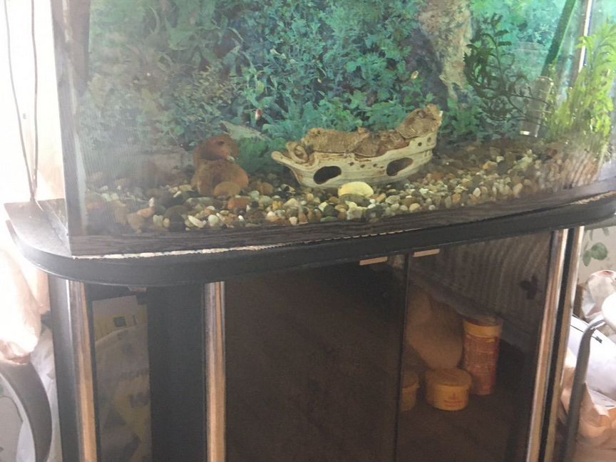 Аквариум с внешним фильтром