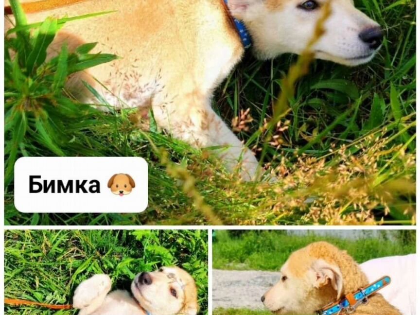 Собака в добрые руки щенок