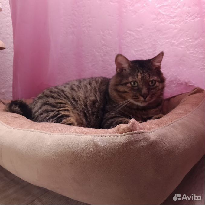 Толстячок Барс ищет дом