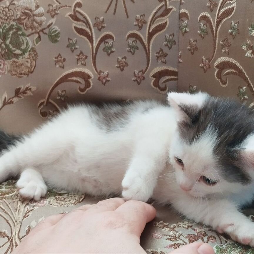 Котёнок, самец, 2 месяца