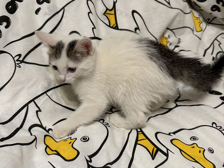 Отдам в добрые руки