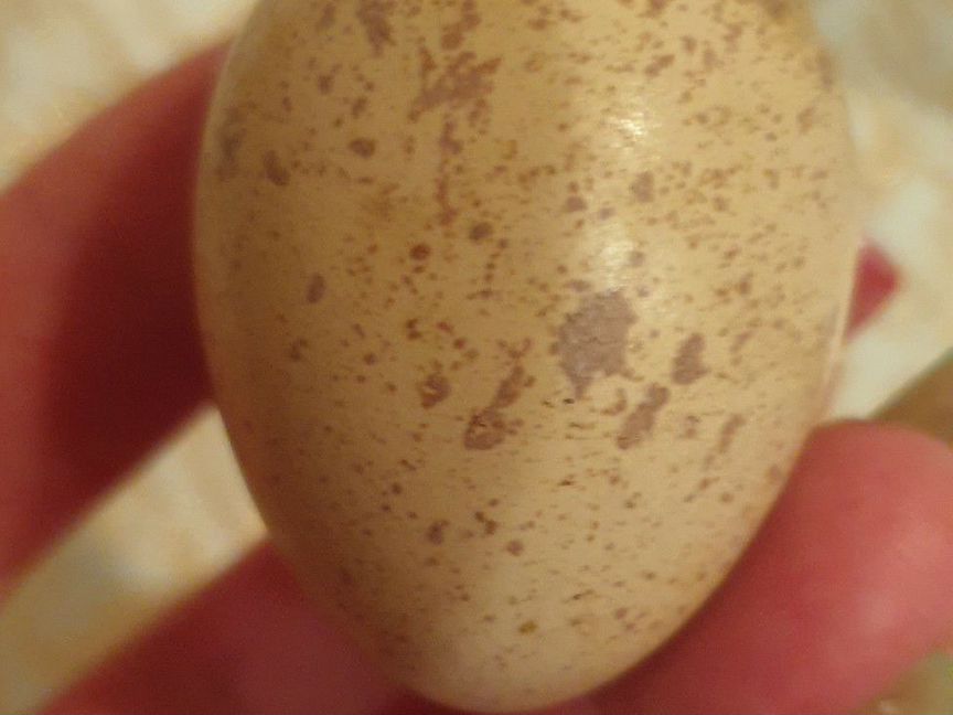 Инкубационное яйцо кеклика