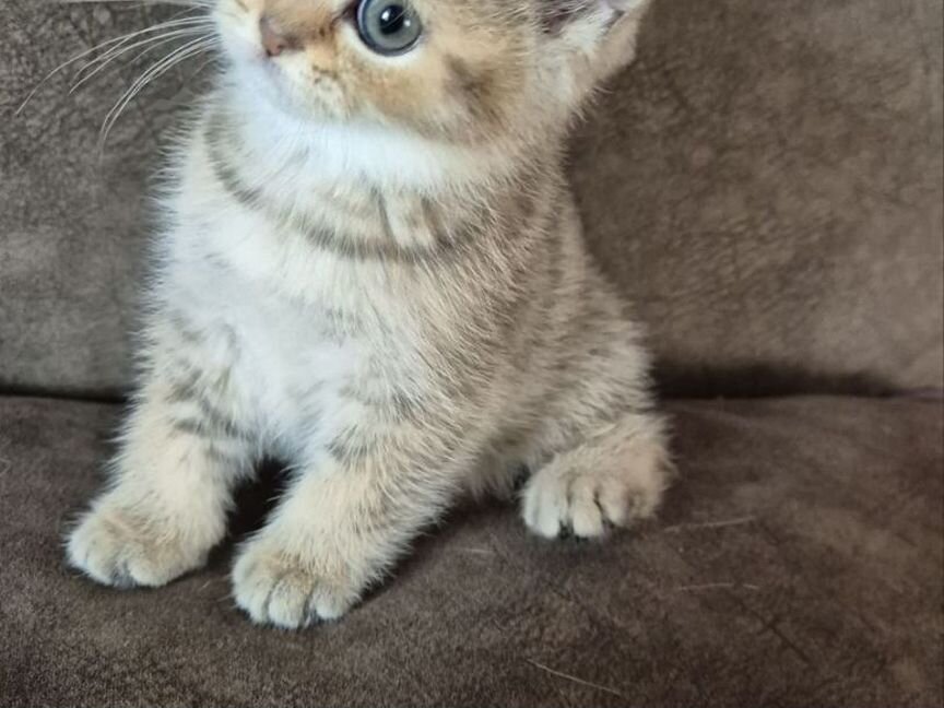 Шотландская