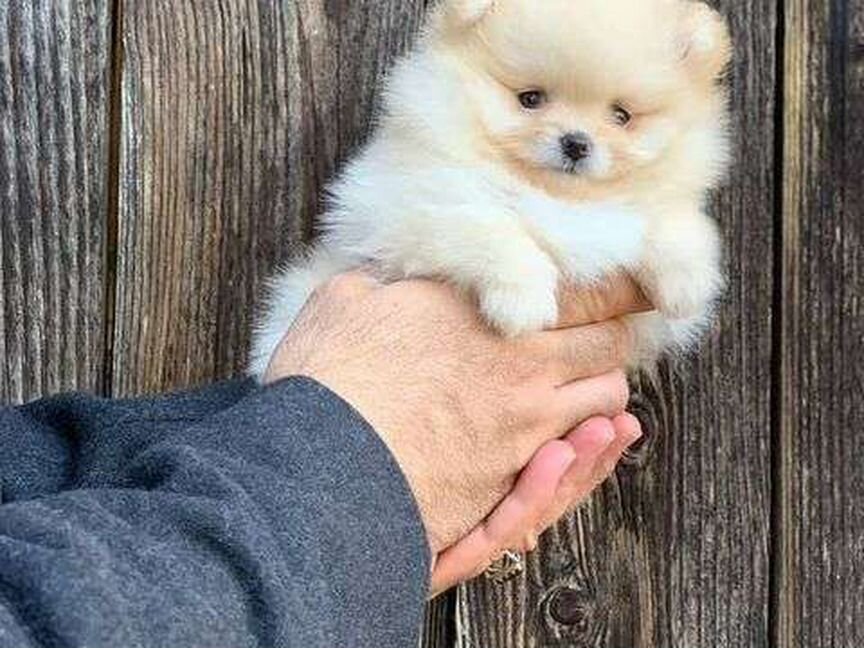 Померанский шпиц микро