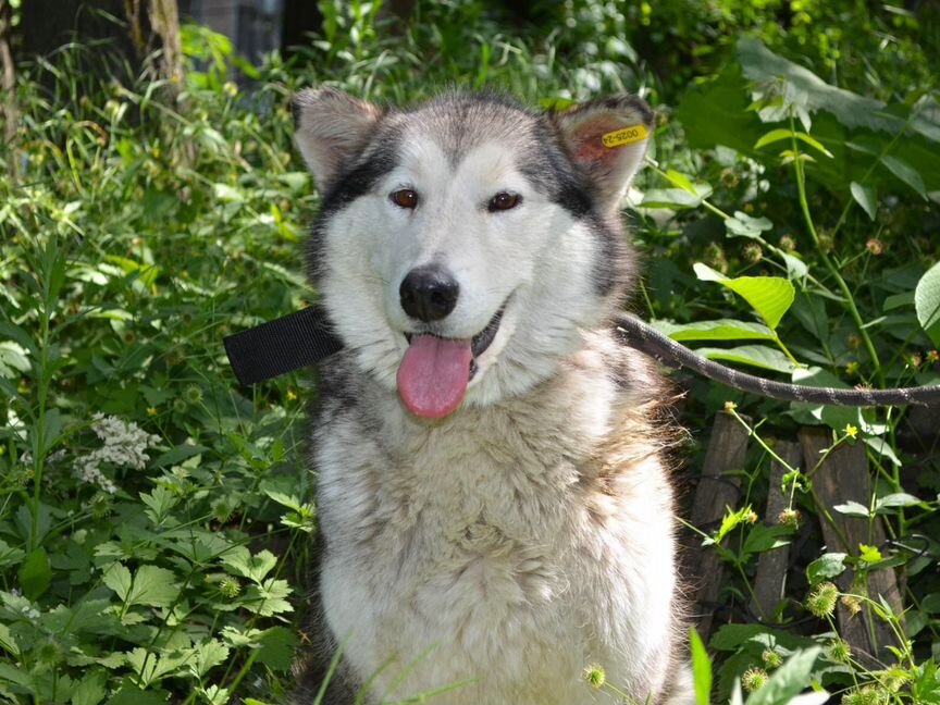 Хаски/маламут (метис). Нужно лечение