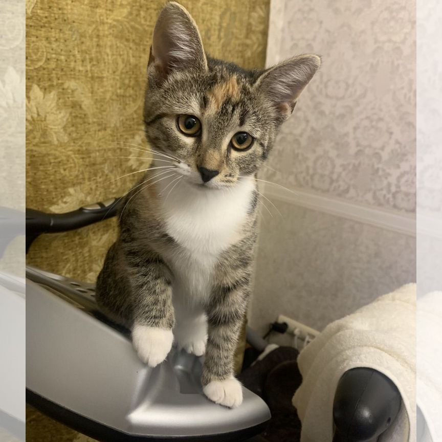 Котята в добрые руки бесплатно