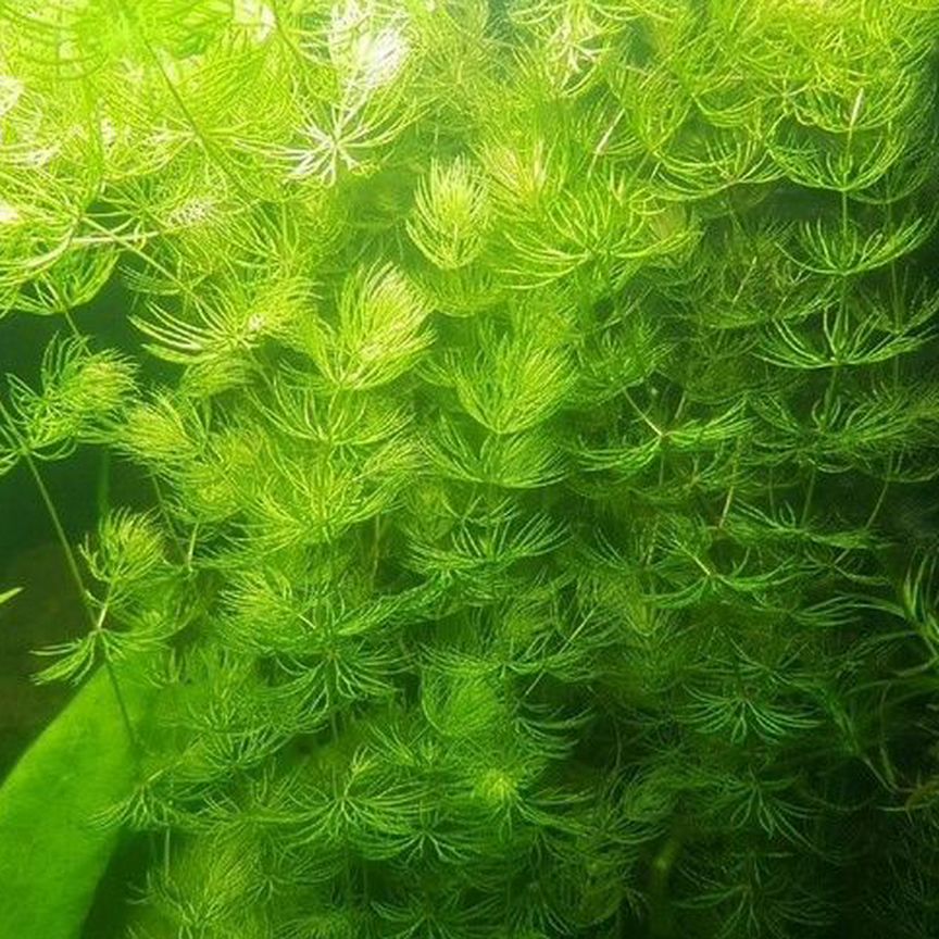 Роголистник в аквариум