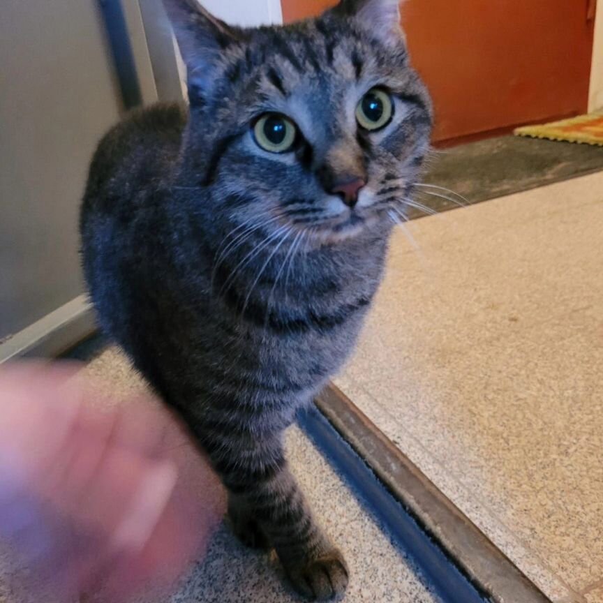 Пристраивается в добрые руки