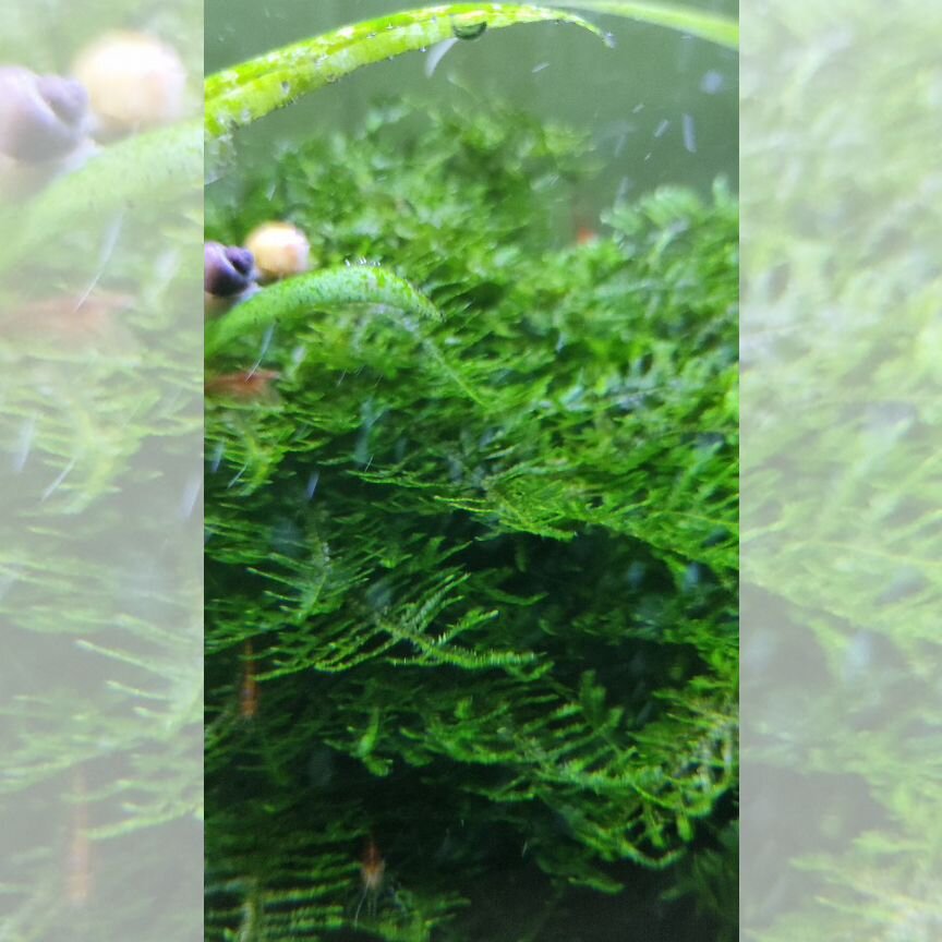 Мох для аквариума