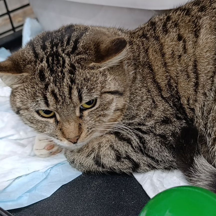 Взрослая кошка в добрые руки