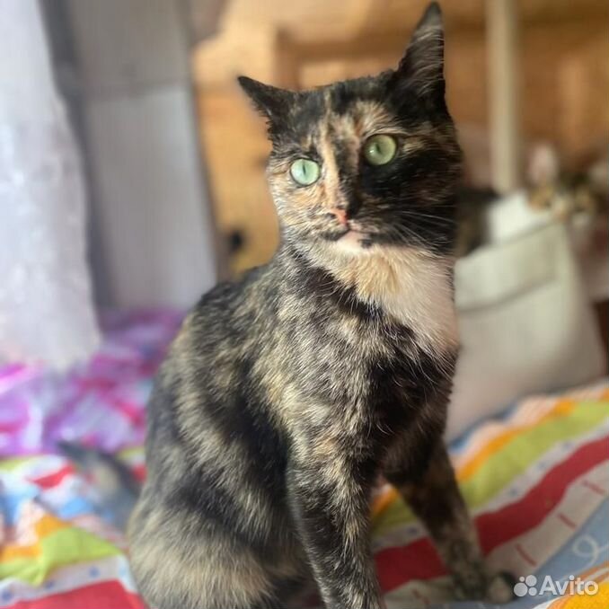 Кошка Челси в дар