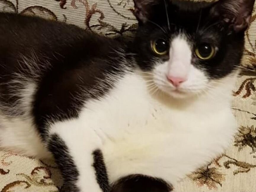 Муррр мурчик самый мурчащий котенок подросток