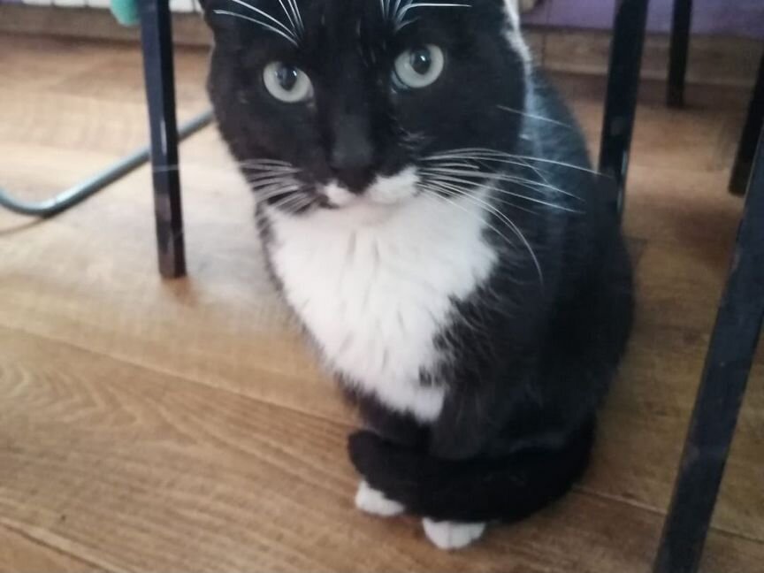 Коты в добрые руки