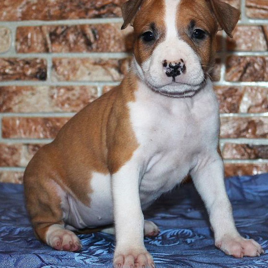 Американский стаффордширский терьер, щенок