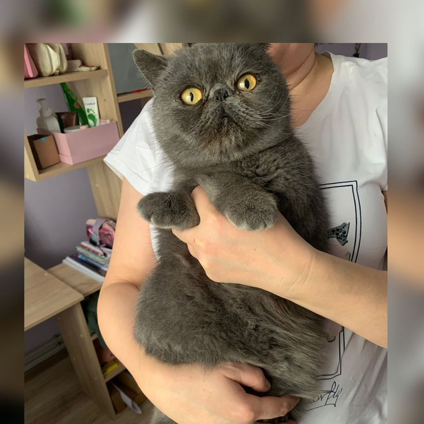 Сладкая булочка нуждается в доме