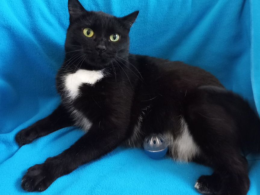 Стерилизованная кошечка