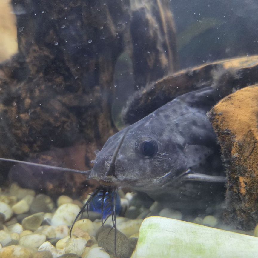 Отдам за шоколадку сома